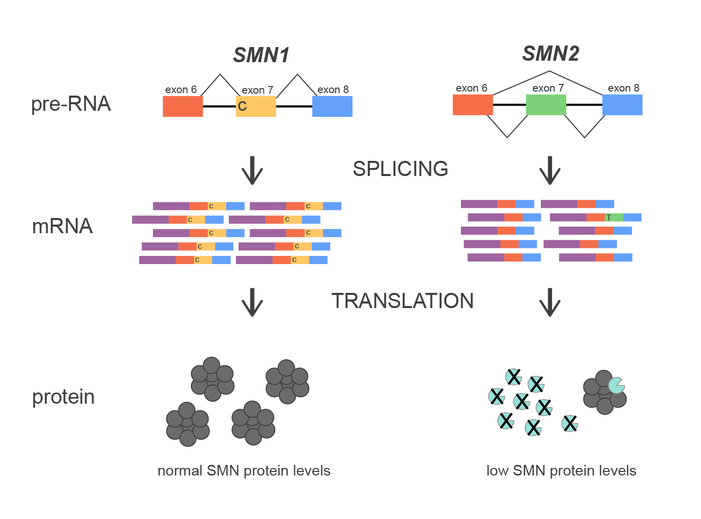 Spinal Muscular Atrophy Gene Therapy | VectorBuilder